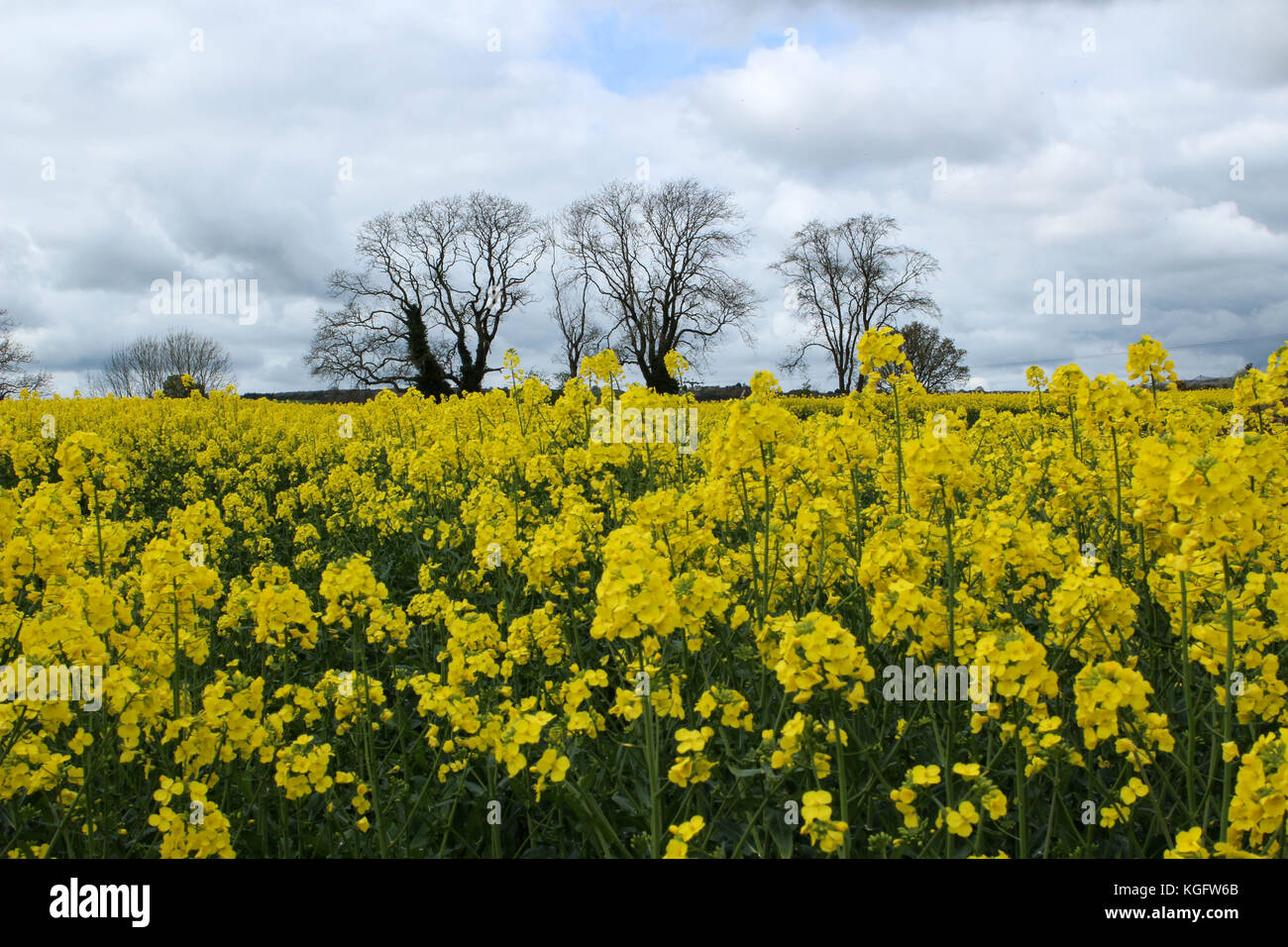 Rapeseed flower field Stock Photo - Alamy