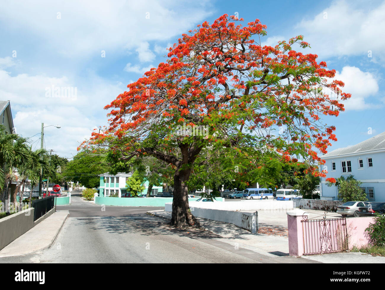 The tree in red blossom on a street of Nassau, the capital of the ...