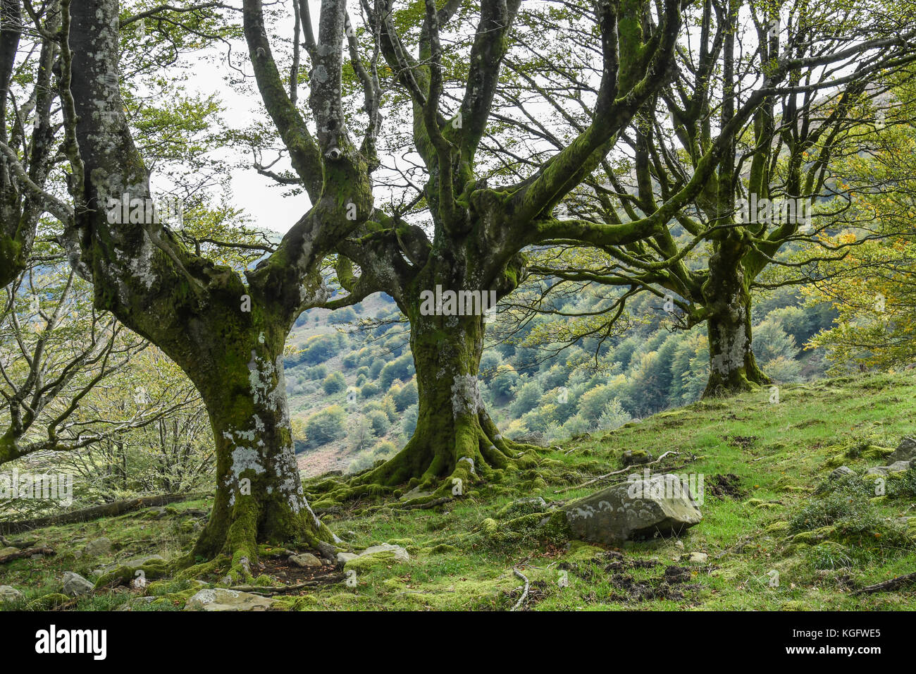 Pollarded beech hi-res stock photography and images - Alamy