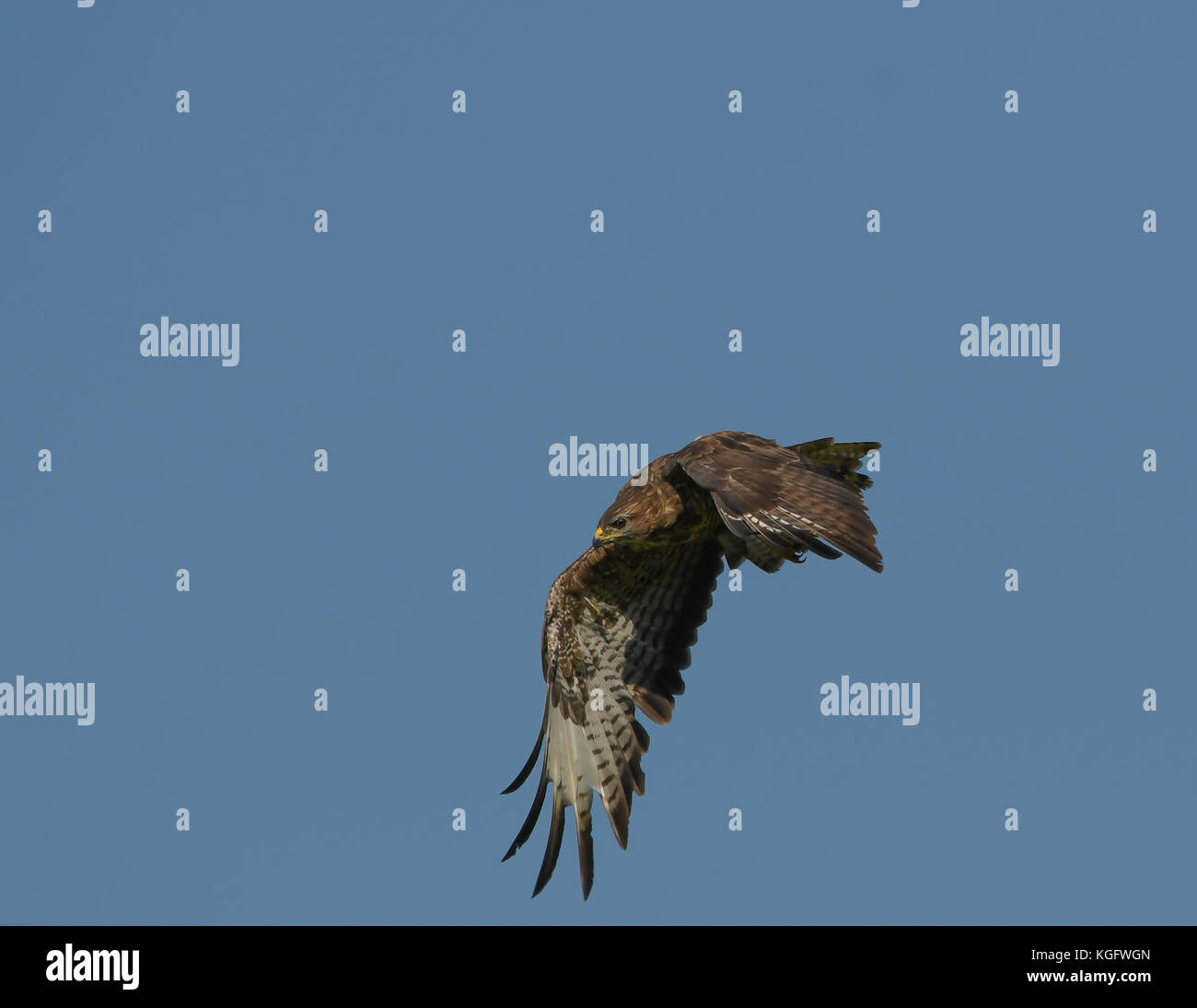 Buzzard in flight hi-res stock photography and images - Alamy