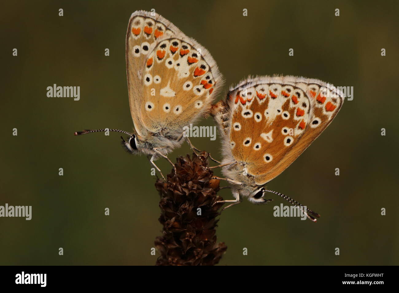 Pairing Brown Argus butterflies Stock Photo - Alamy