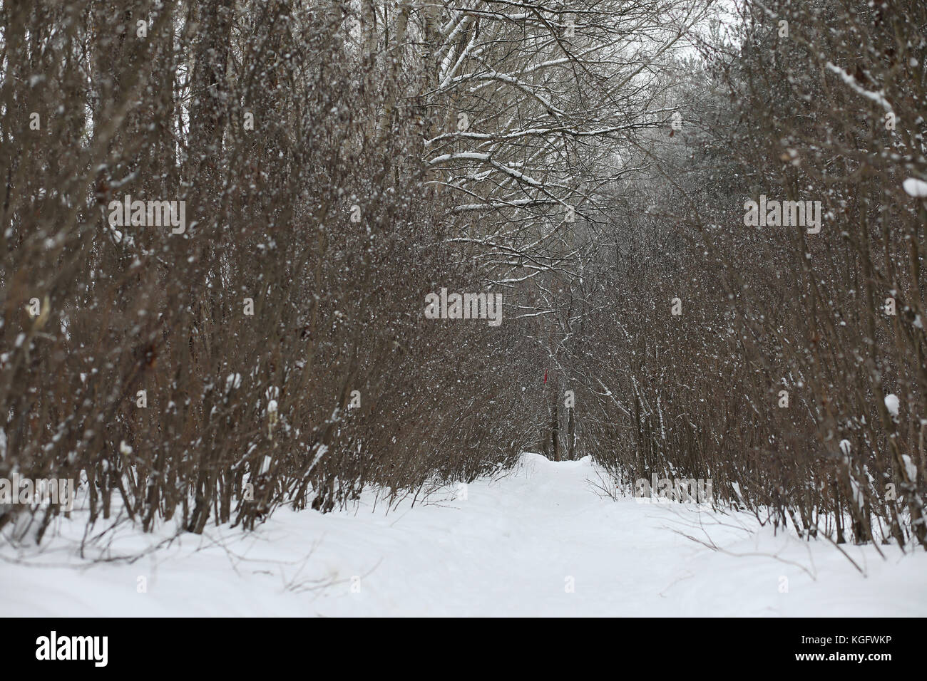 Winter snowy day in a beautiful forest Stock Photo - Alamy