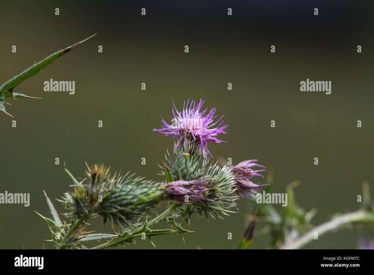 Thistle in bloom hi-res stock photography and images - Alamy