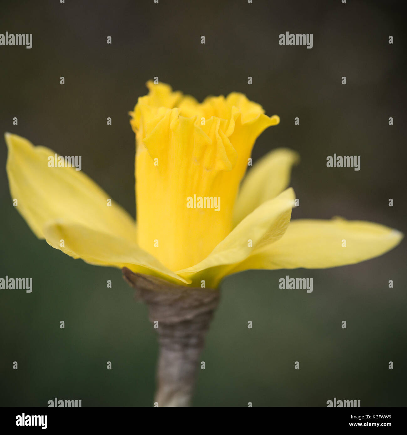 A close-up of a single daffodil bloom Stock Photo - Alamy