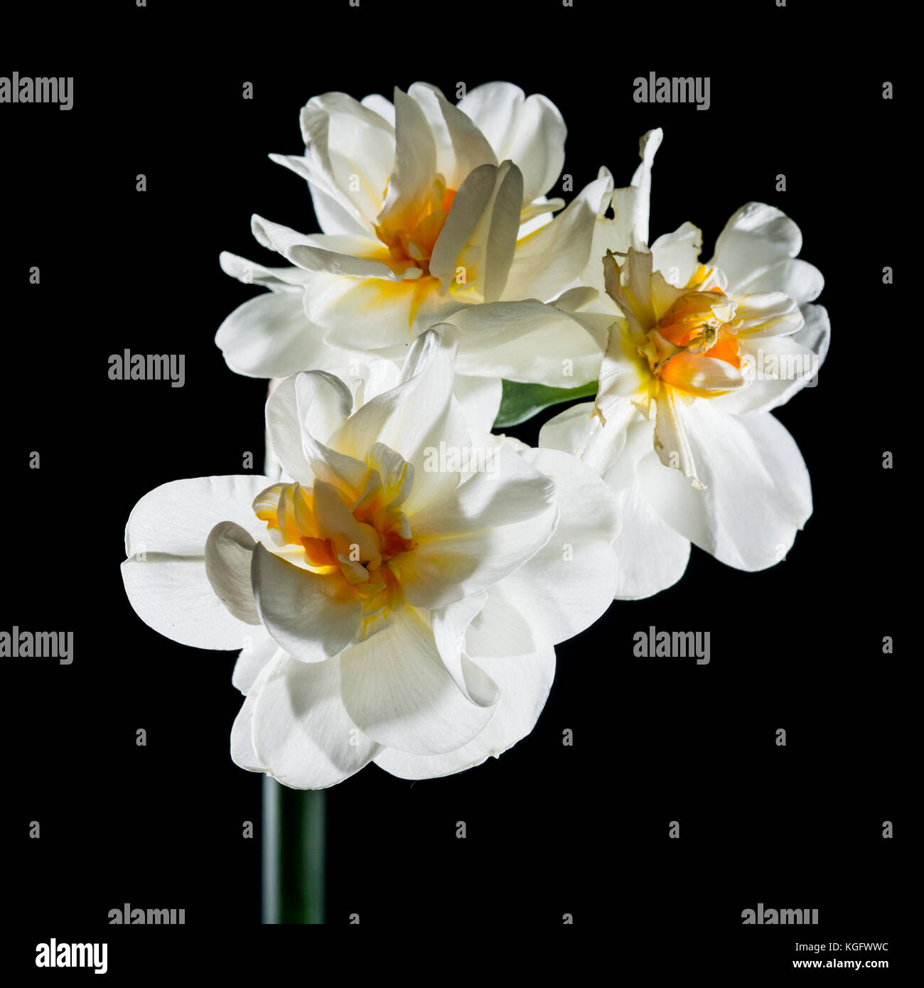 A macro shot of a trio of white double daffodil blooms Stock Photo - Alamy