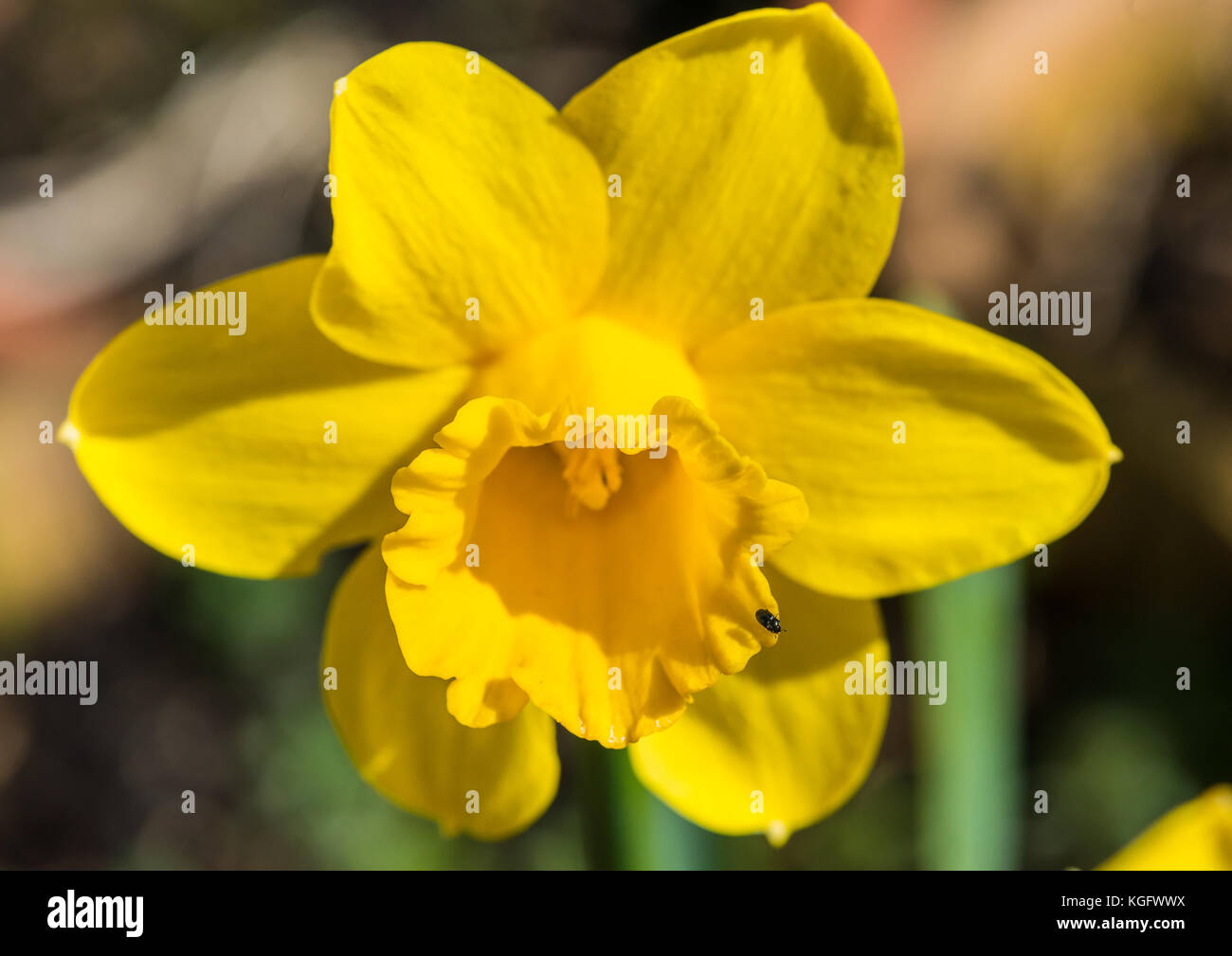 A macro shot of a small bug settled on the trumpet of a daffodil bloom ...