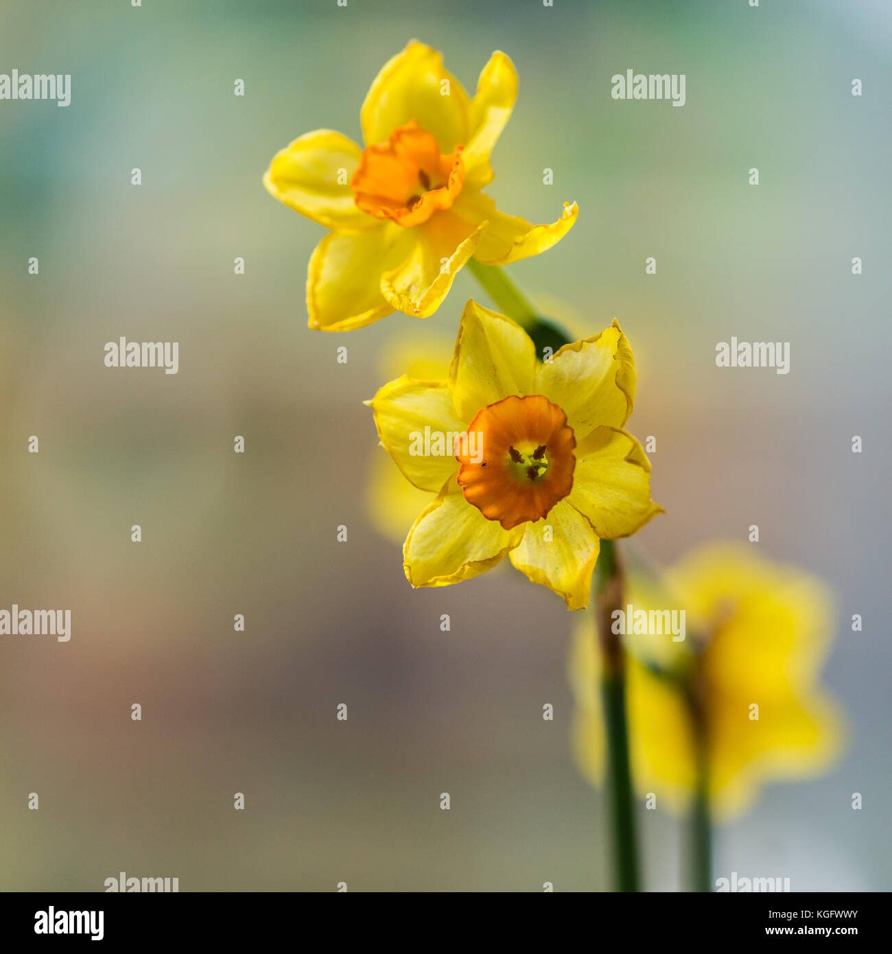 Small daffodils hi-res stock photography and images - Alamy
