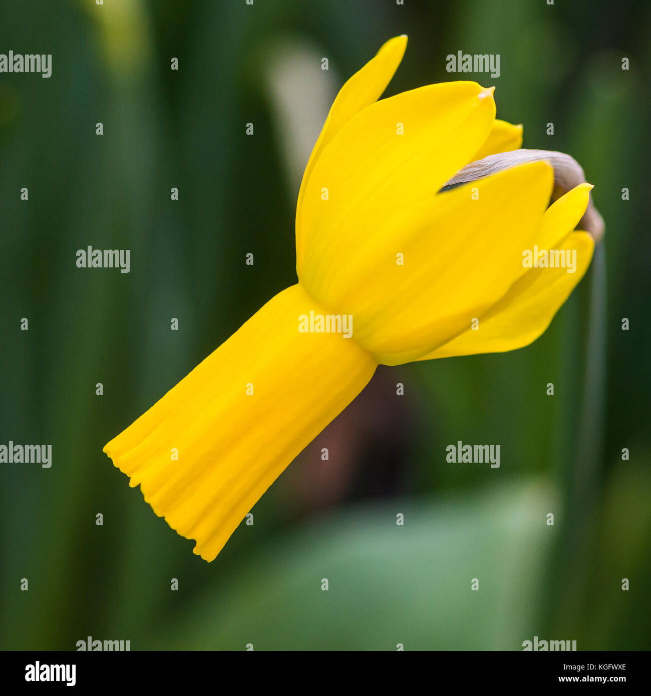 Little witch hi-res stock photography and images - Alamy