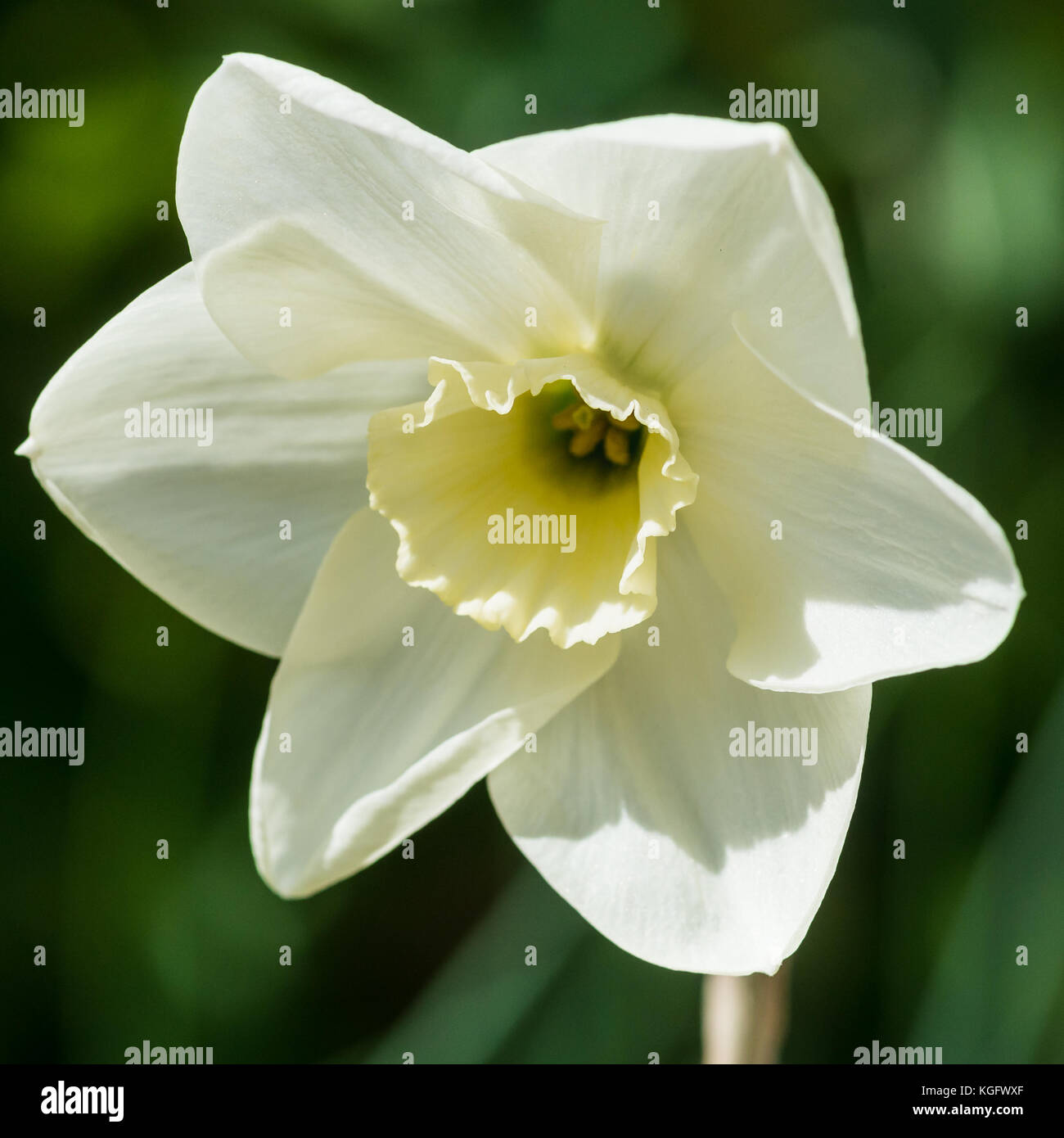 A macro shot of a daffodil green eyes bloom Stock Photo - Alamy
