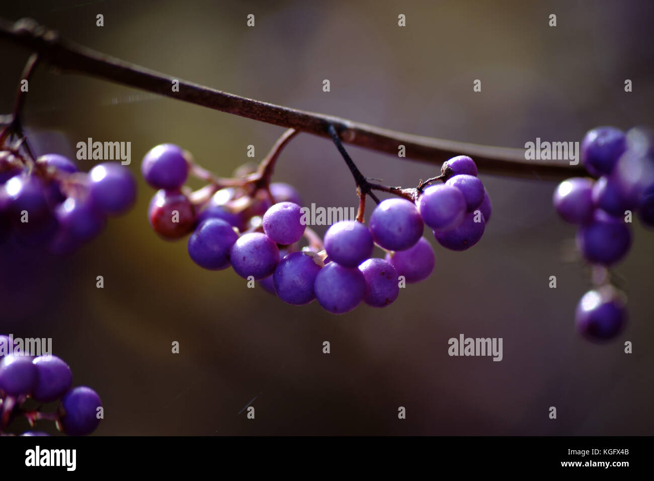 The ripe purple berries and grape-like fruit bunch of the Callicarpa ...