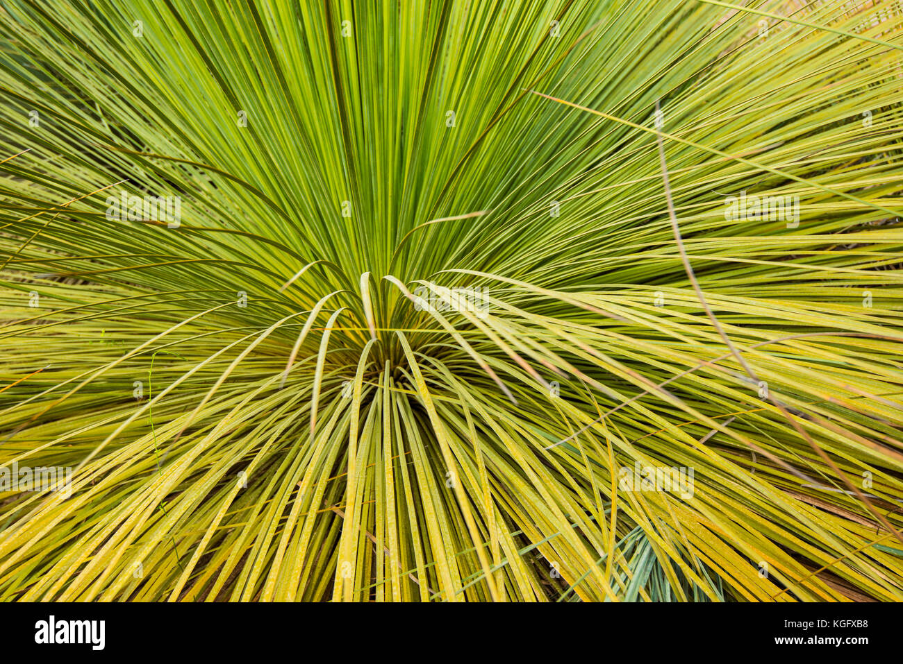 Australian spiny grass poster Stock Photo - Alamy