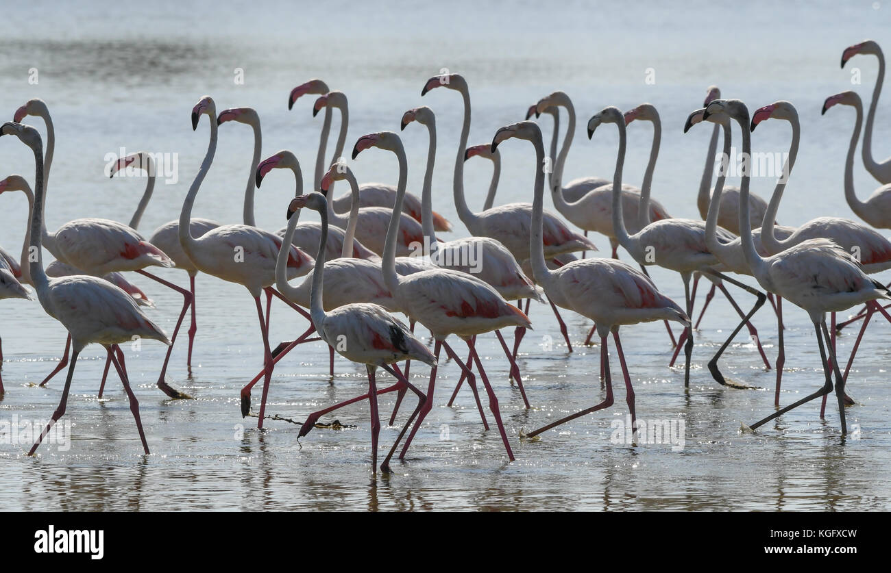Flamenco in the Regional Natural Park of the Camargue Stock Photo - Alamy