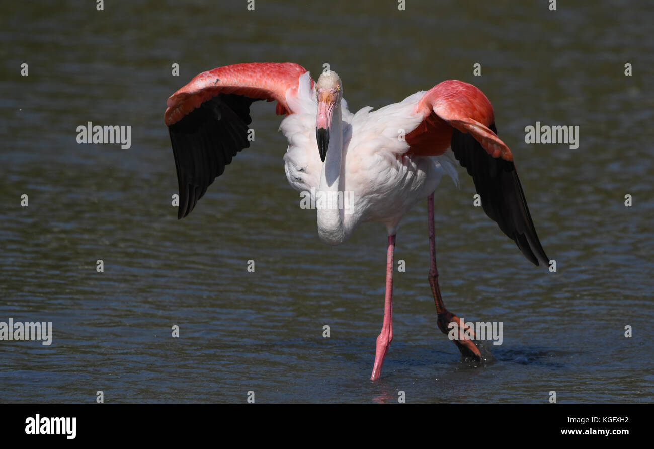 Flamenco in the Regional Natural Park of the Camargue Stock Photo - Alamy