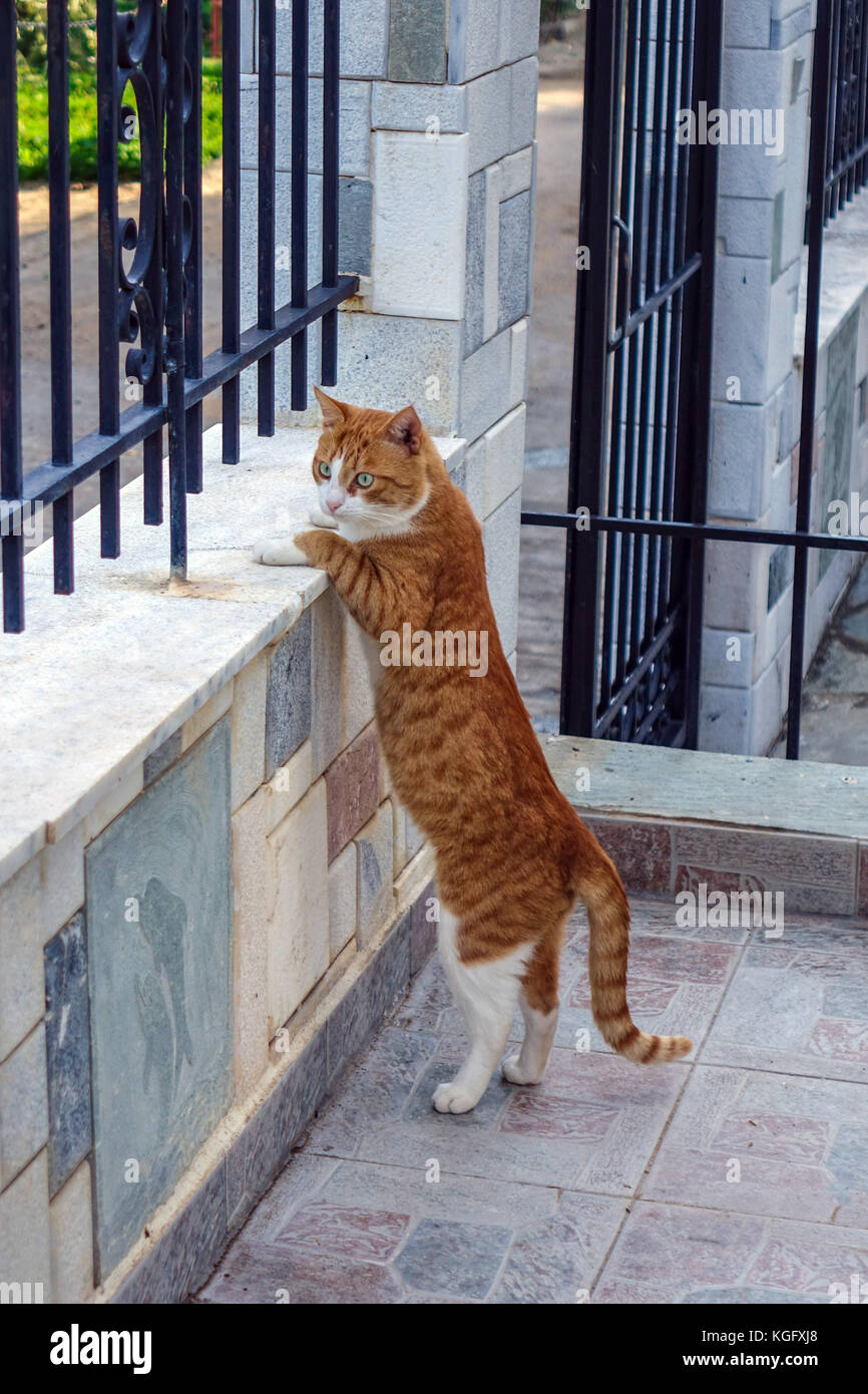 feral cat looking towards camera Stock Photo - Alamy