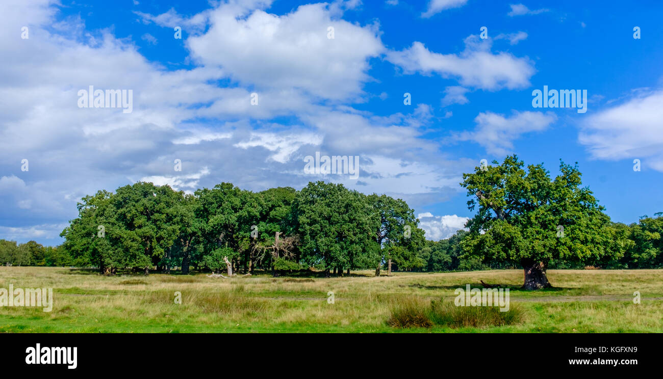 Oak tree park uk summer hi-res stock photography and images - Alamy