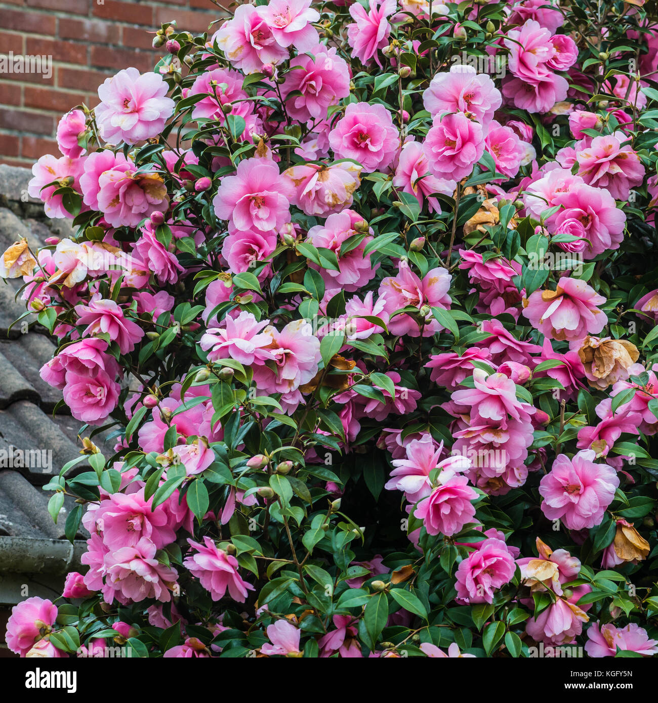 Filament camellia hi-res stock photography and images - Alamy