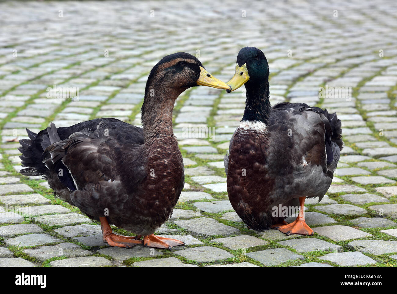 Two ducks standing on the road hi-res stock photography and images - Alamy