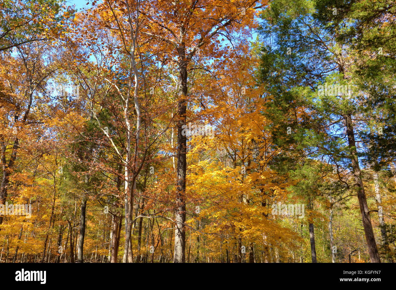 Beautiful trees in fall Stock Photo - Alamy