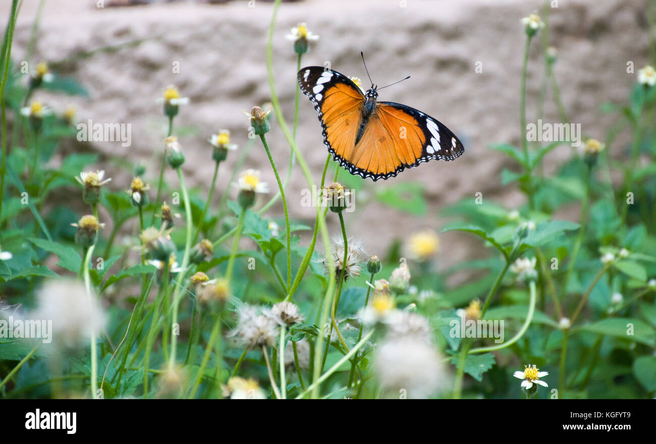 nature at its best, insects Stock Photo - Alamy