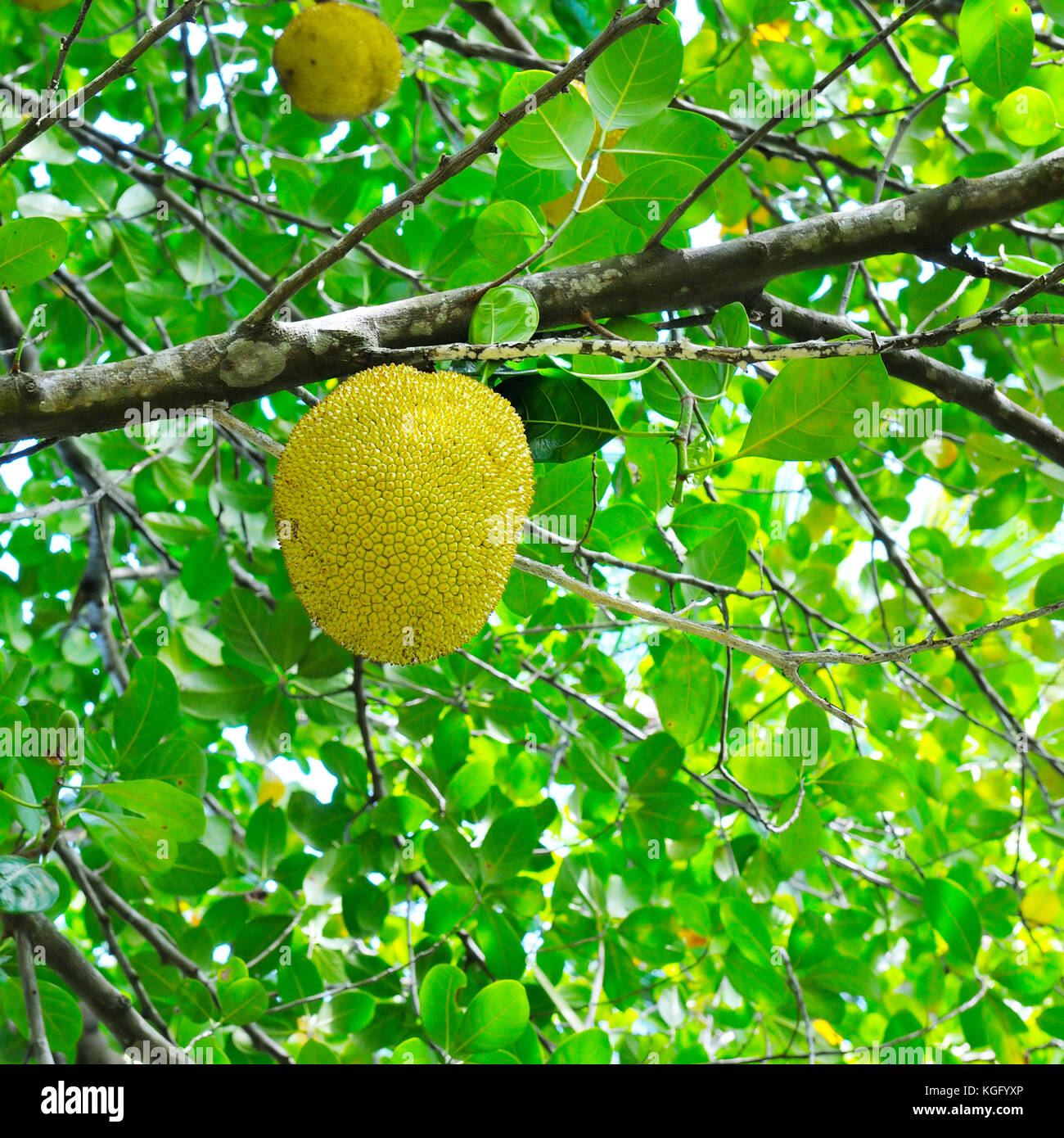 On a breadfruit tree hi-res stock photography and images - Alamy