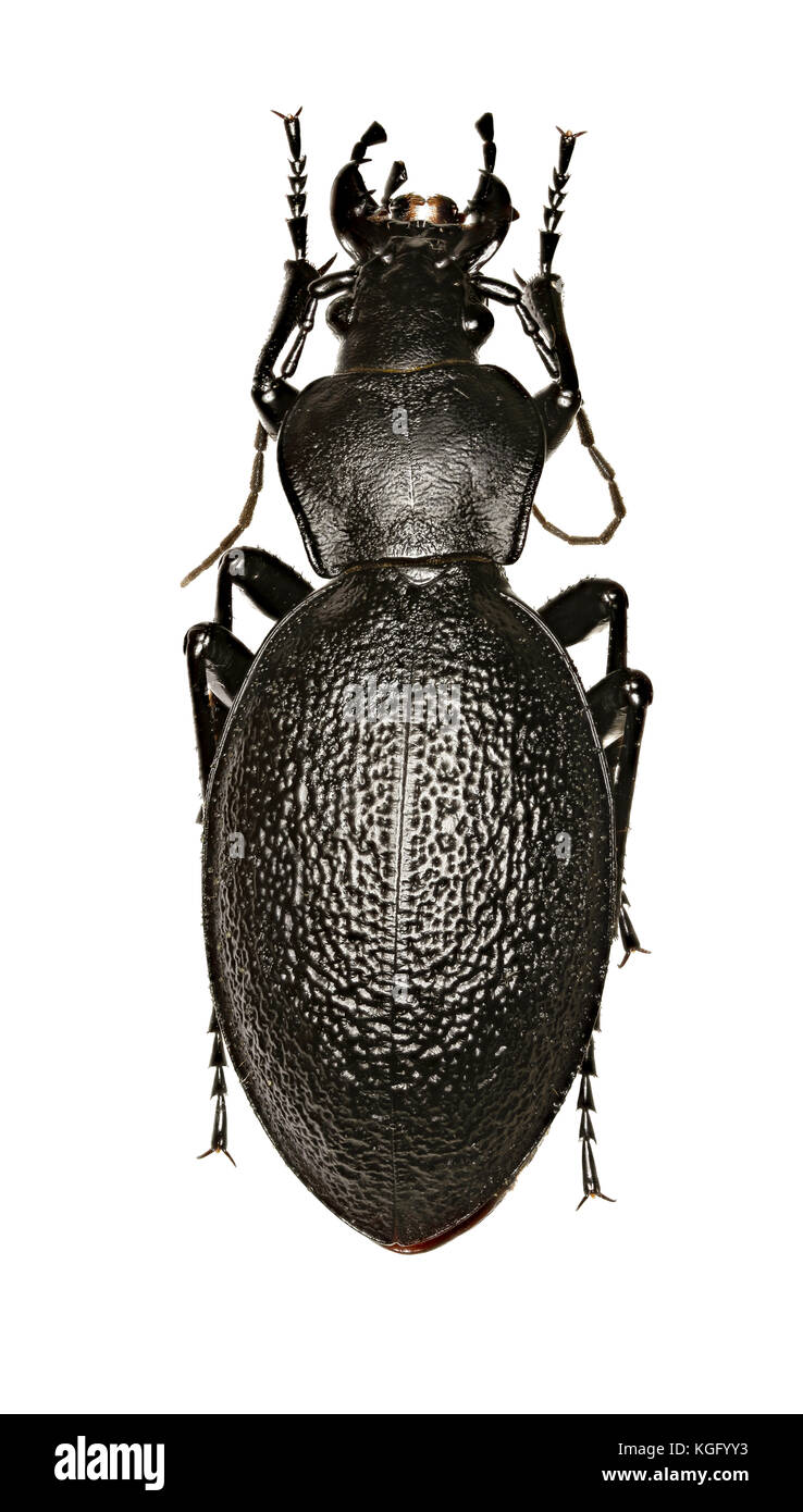 Leather Beetle on white Background - Carabus coriaceus (Linnaeus, 1758 ...