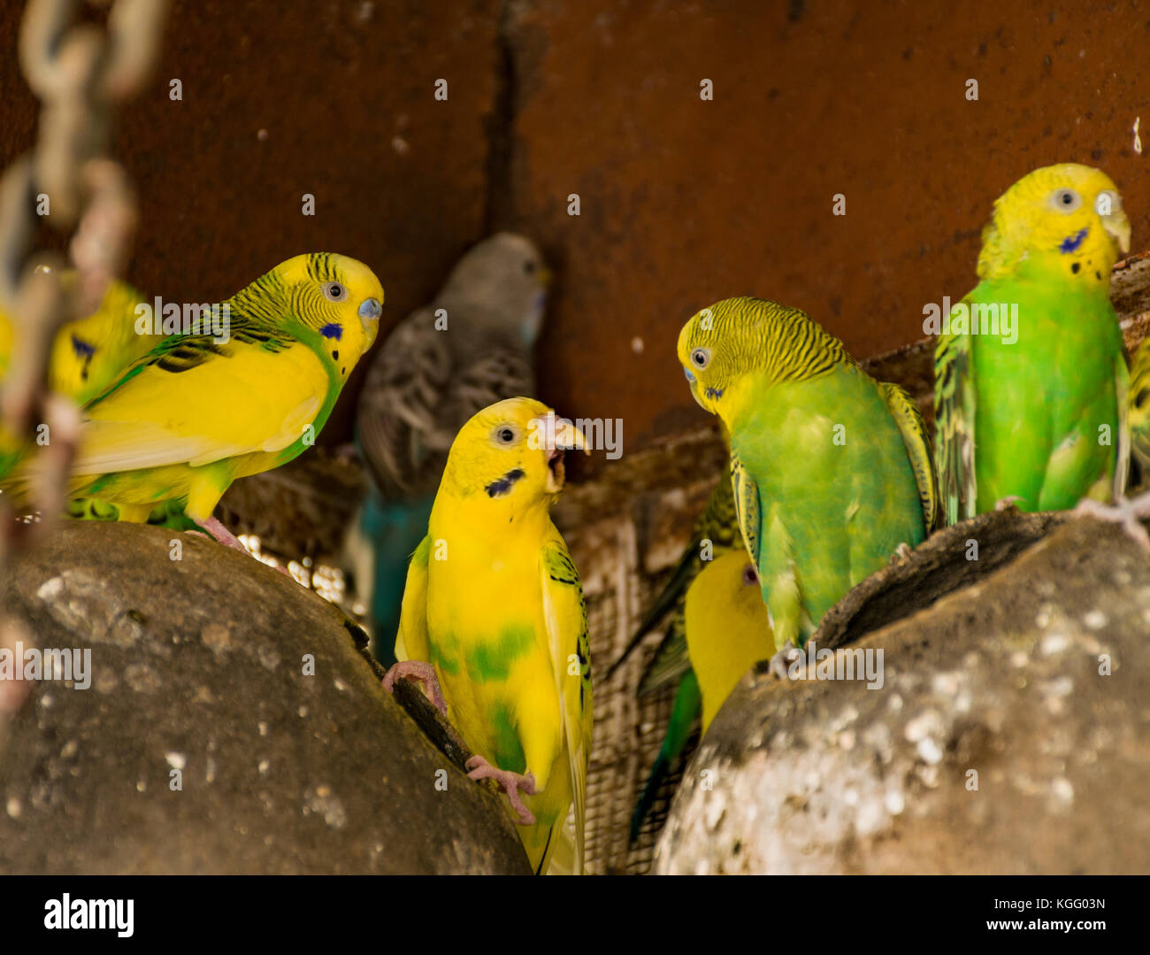 birds in nature Stock Photo - Alamy