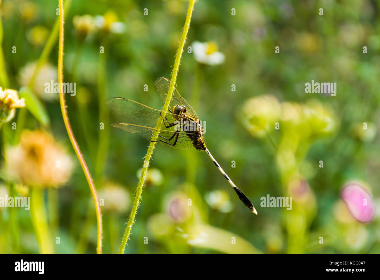 nature at its best, insects Stock Photo - Alamy