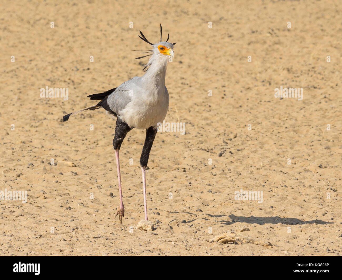 A secretary bird walking in the arid Kgalagadi Transfrontier Park ...