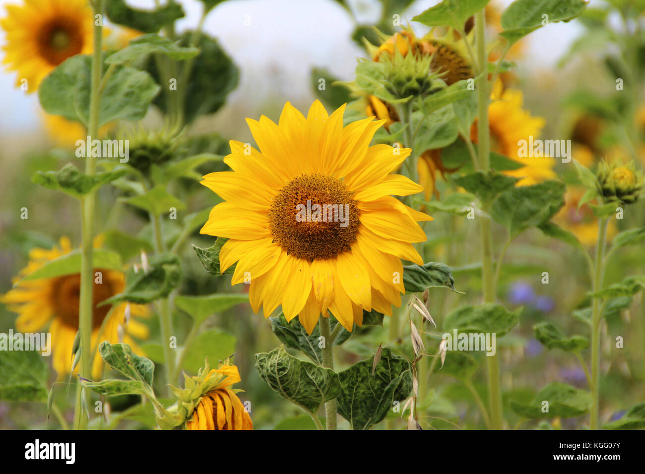 Sunflower oilseed flowers farming hi-res stock photography and images ...