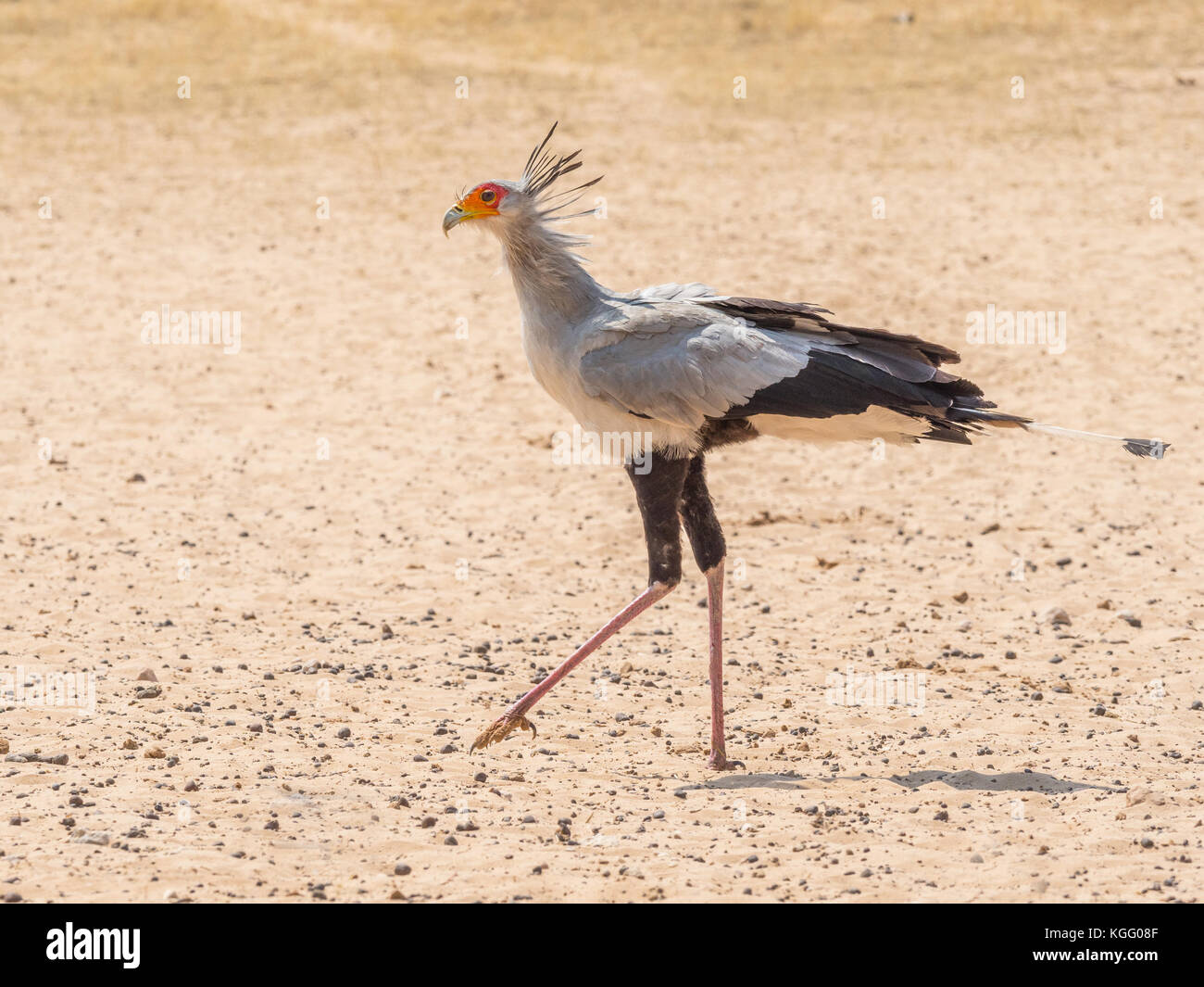 A secretary bird walking in the arid Kgalagadi Transfrontier Park ...