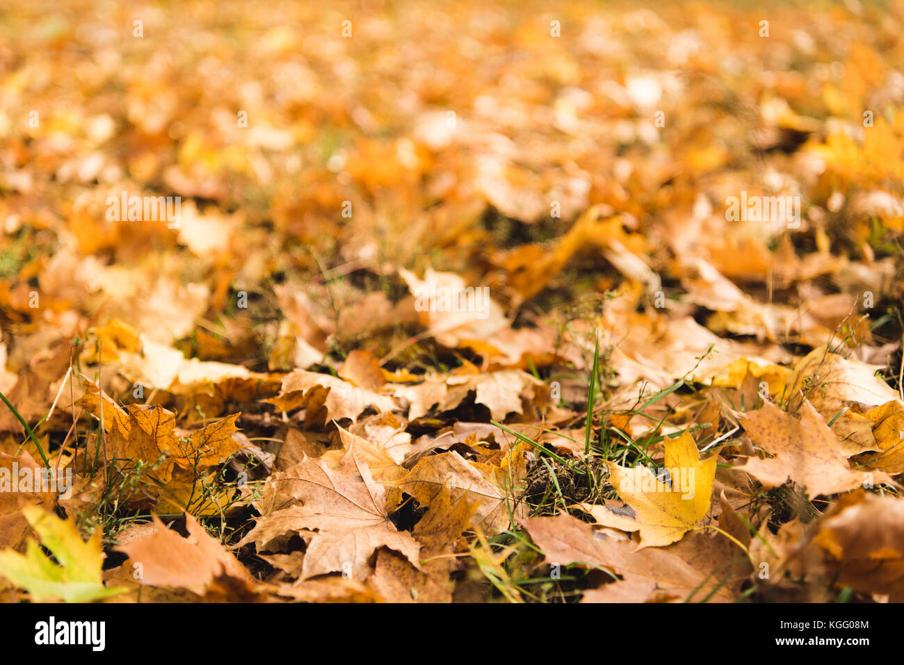 fallen maple leaves Stock Photo - Alamy
