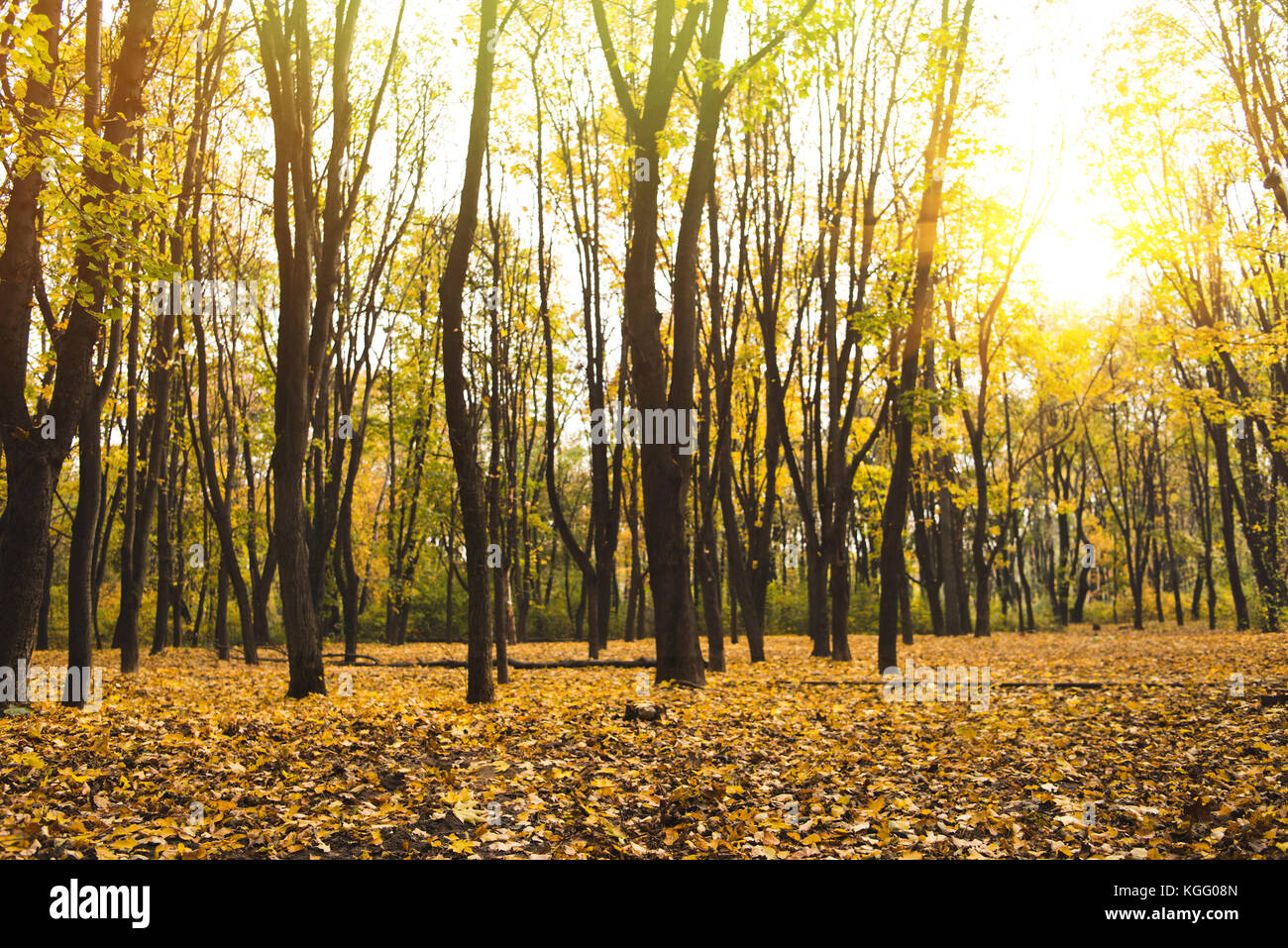 beautiful autumn park Stock Photo - Alamy