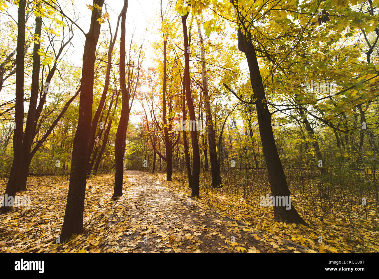 pathway in autumn park Stock Photo - Alamy