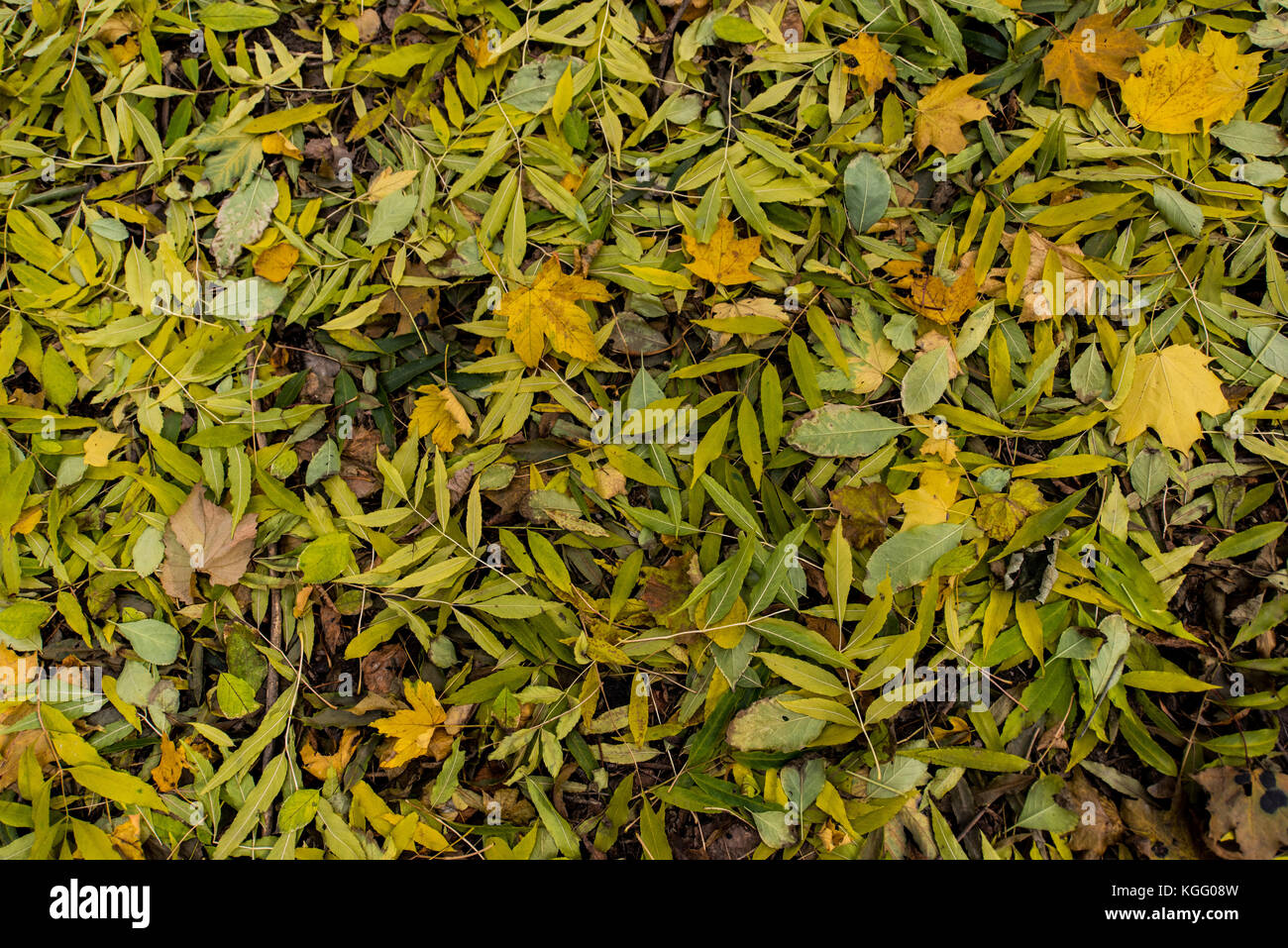 fallen leaves on ground Stock Photo - Alamy