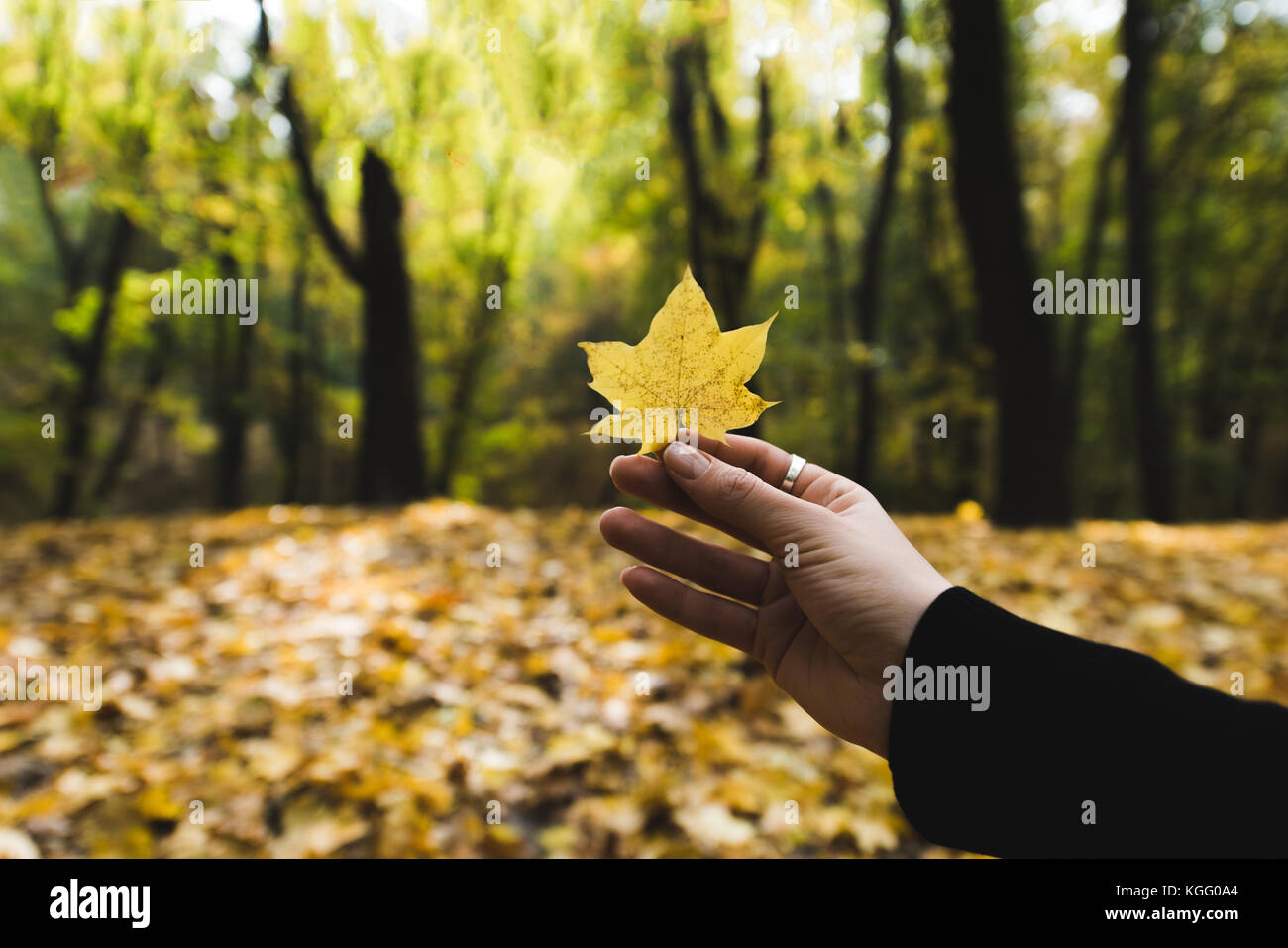 woman holding fallen leaf Stock Photo - Alamy