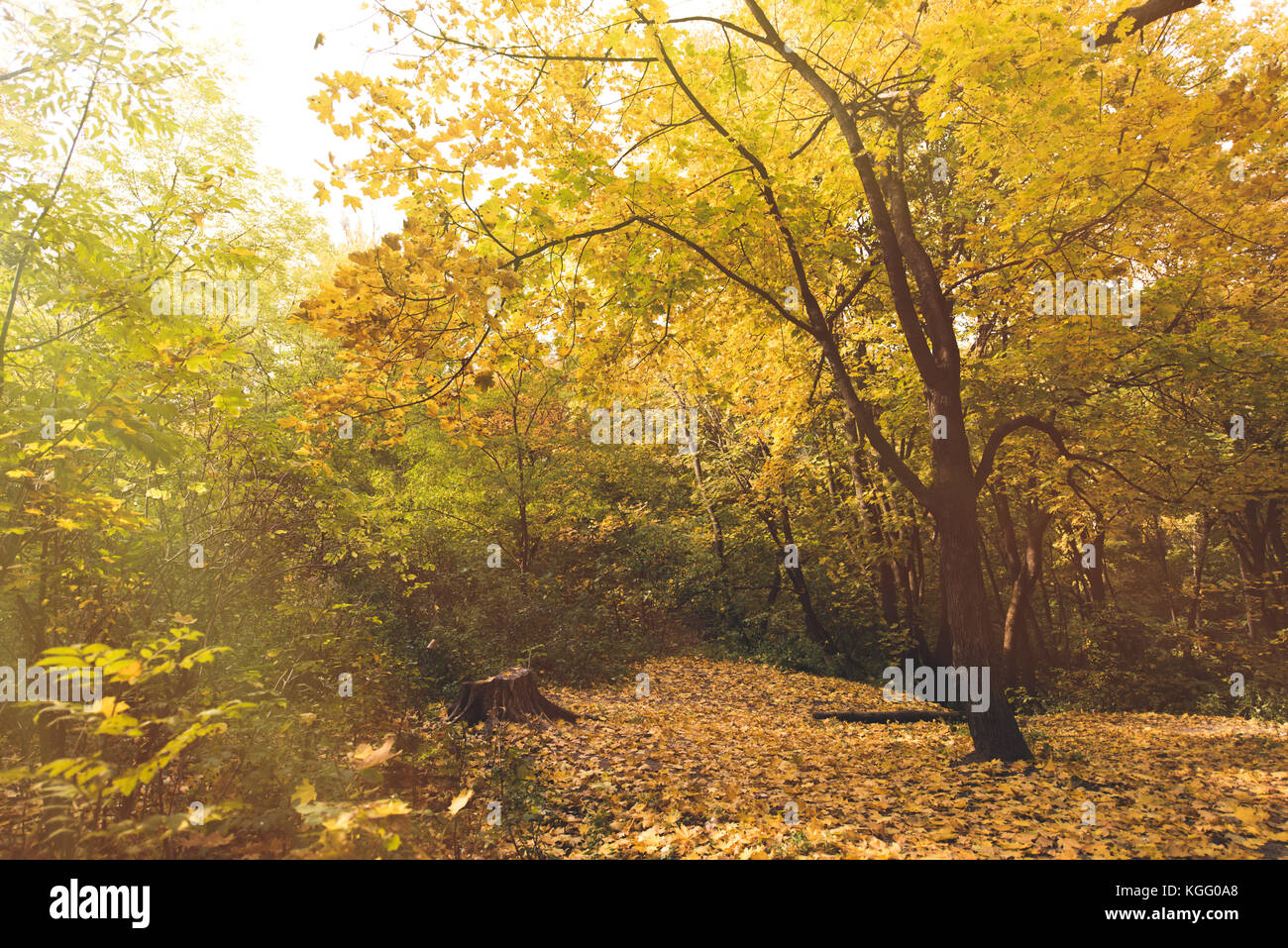 beautiful autumn park Stock Photo - Alamy