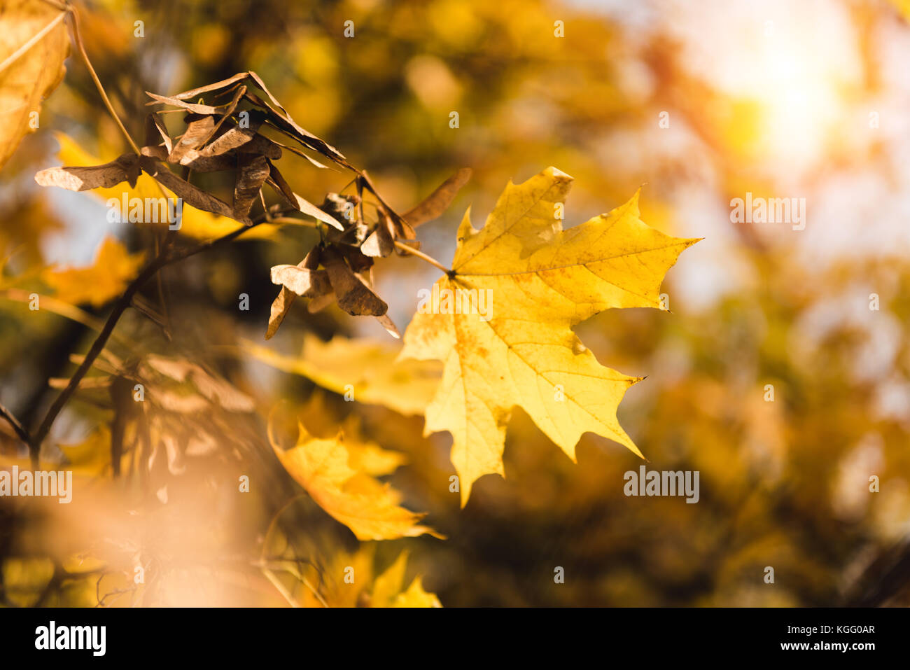 yellow maple leaves Stock Photo - Alamy