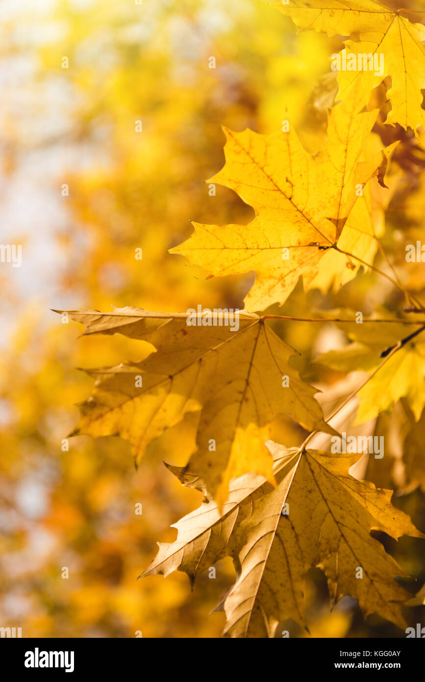 yellow maple leaves Stock Photo - Alamy