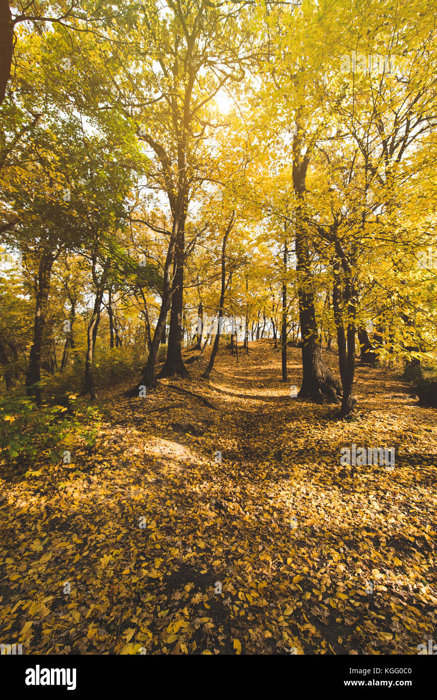Pathway in autumn park hi-res stock photography and images - Alamy