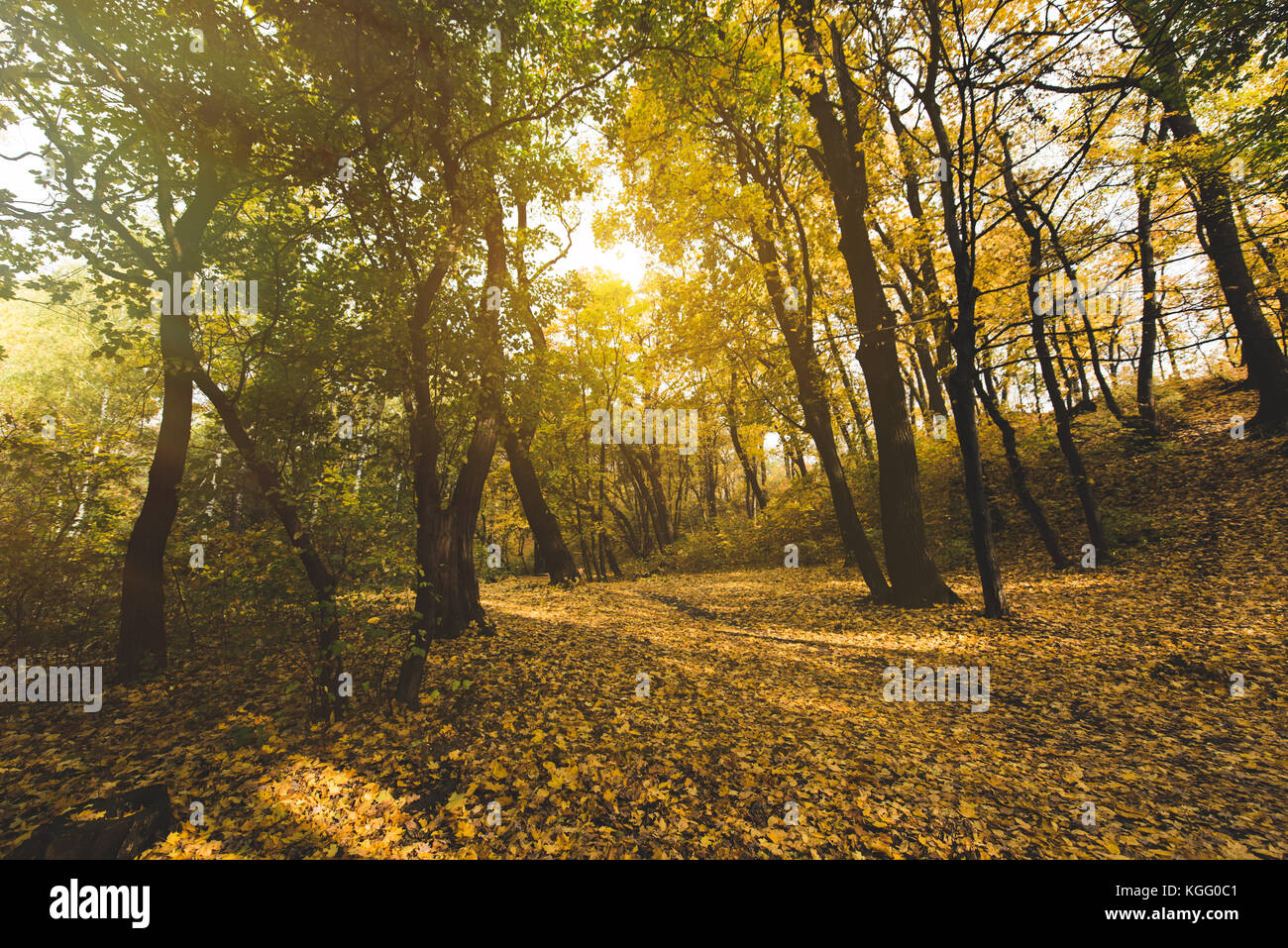beautiful autumn forest Stock Photo - Alamy