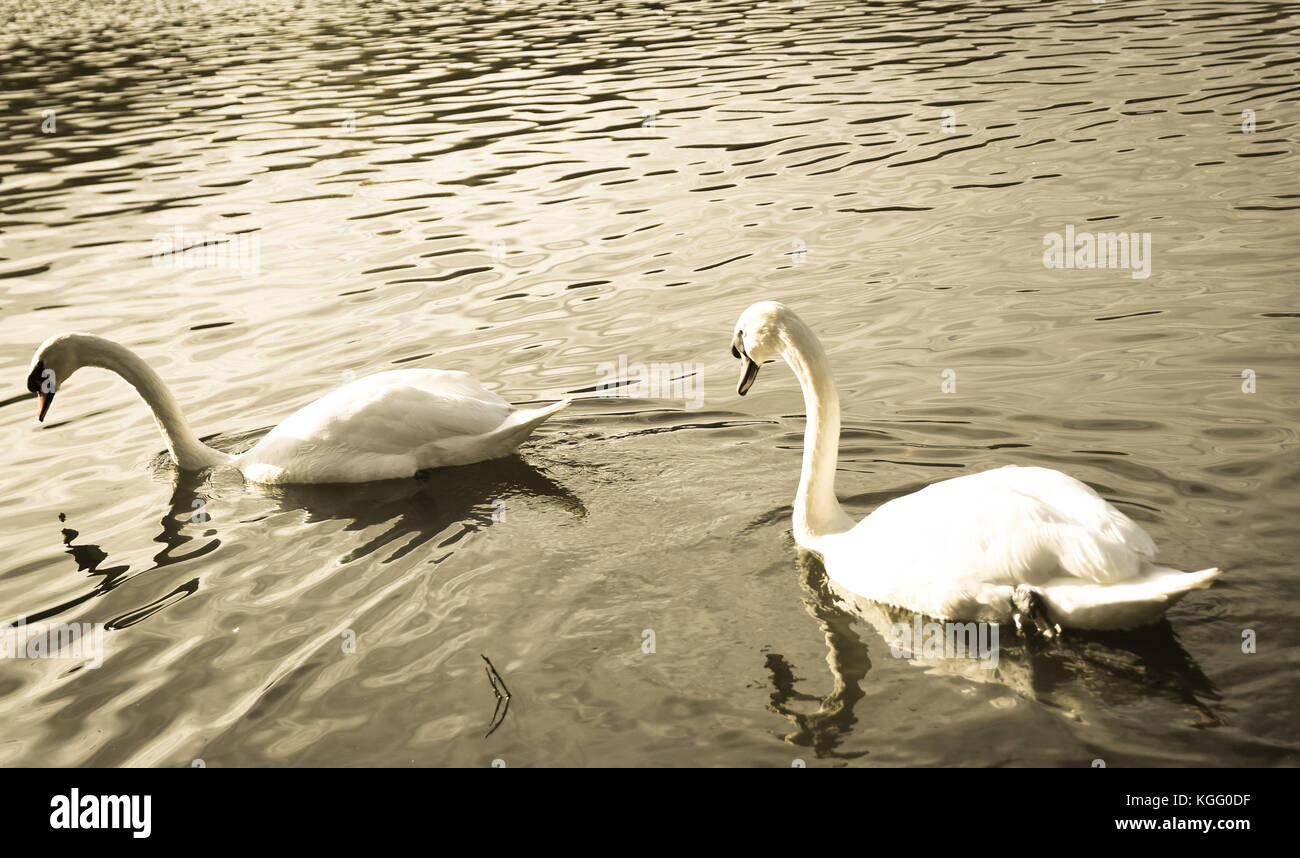 two swans on a lake 2 Stock Photo - Alamy