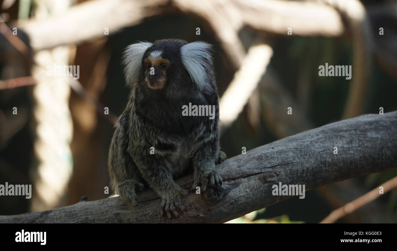 Common Marmoset at its habitat Stock Photo - Alamy