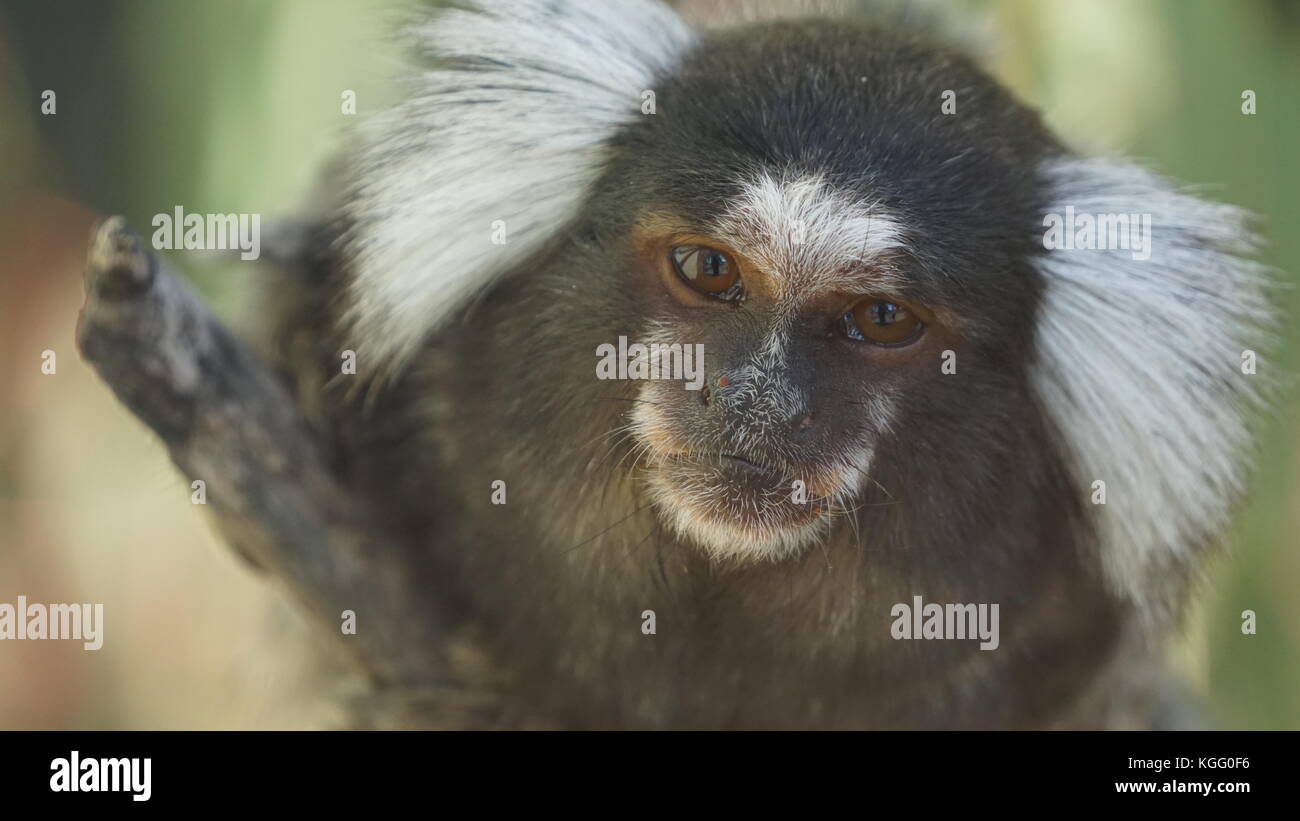 Common Marmoset at its habitat Stock Photo - Alamy