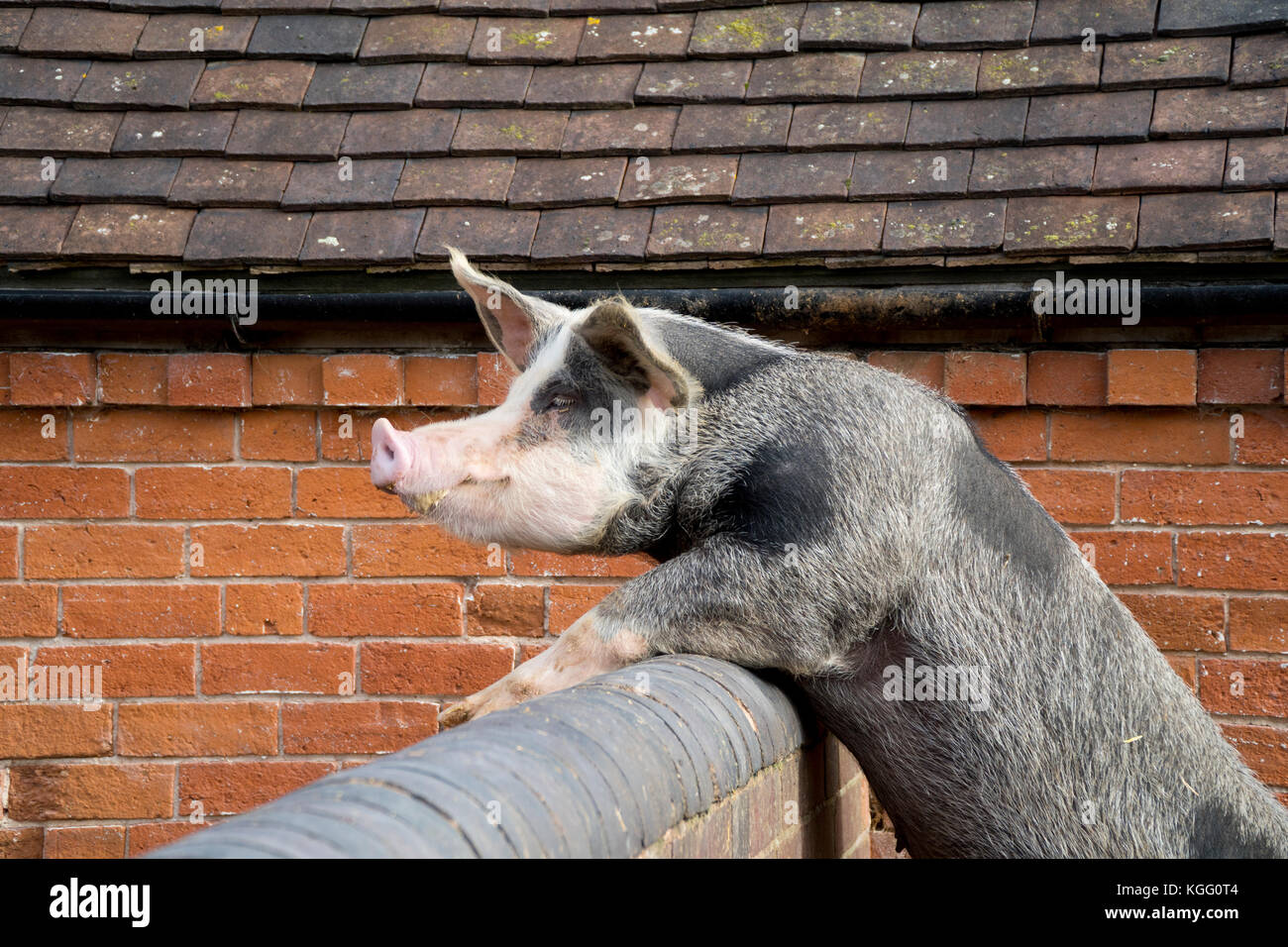 Pig sty hi-res stock photography and images - Alamy