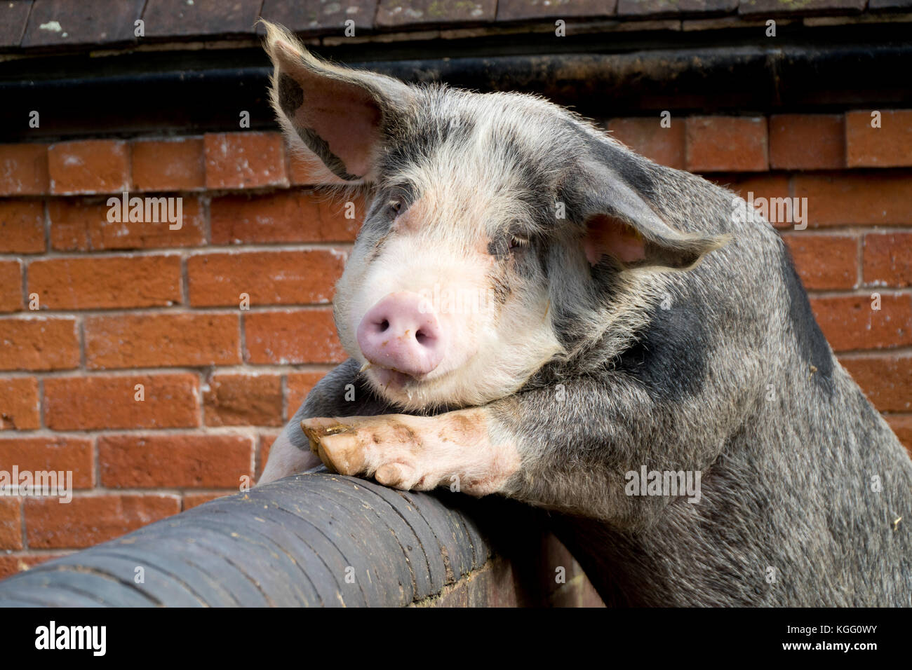 Gloucester old spot pig Stock Photo - Alamy