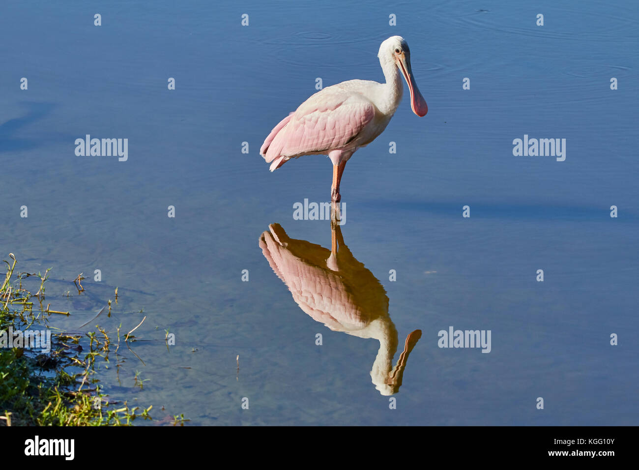 Roseate Spoonbill with its Reflection Stock Photo - Alamy
