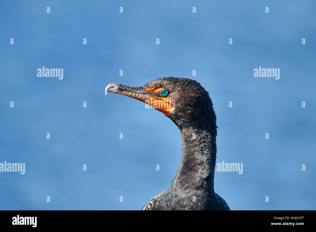 Double-Crested Comorant in Profile Stock Photo - Alamy