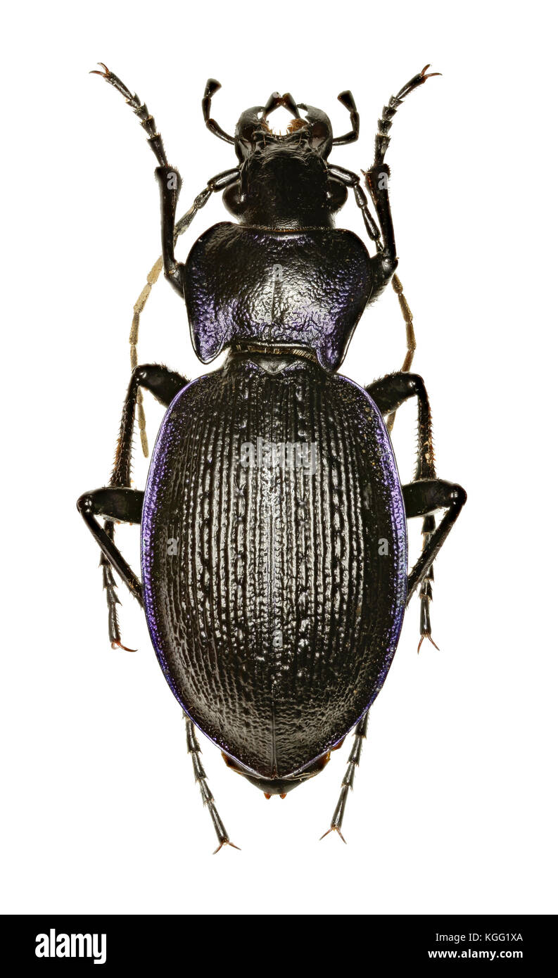 Rough Violet Ground Beetle on white Background - Carabus problematicus ...