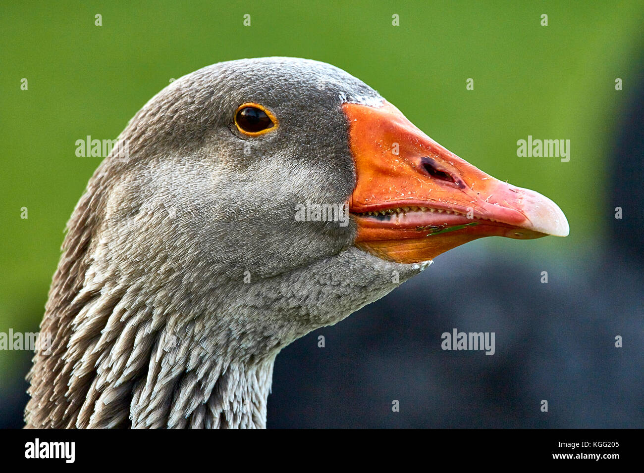 Greylag Goose Teeth
