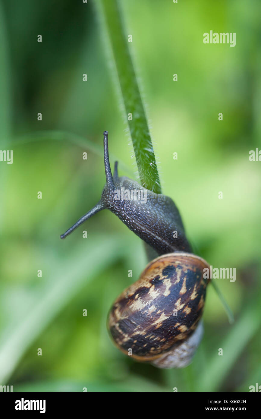Wildlife: Garden Snail Stock Photo - Alamy